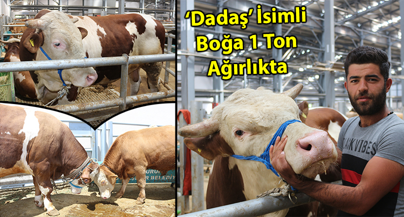 Alıcısını Bekliyor - GENEL - Erzurum Pusula Gazetesi - Son Dakika ...