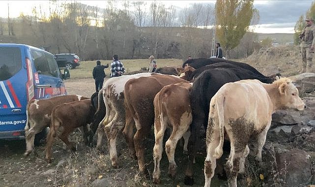 Çaldıkları hayvanları satarken yakalandılar! - ASAYİŞ - Erzurum Pusula ... Çaldıkları hayvanları satarken yakalandılar! - ASAYİŞ - Erzurum Pusula ...